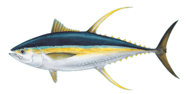 7 must-eat fish from Hawaii